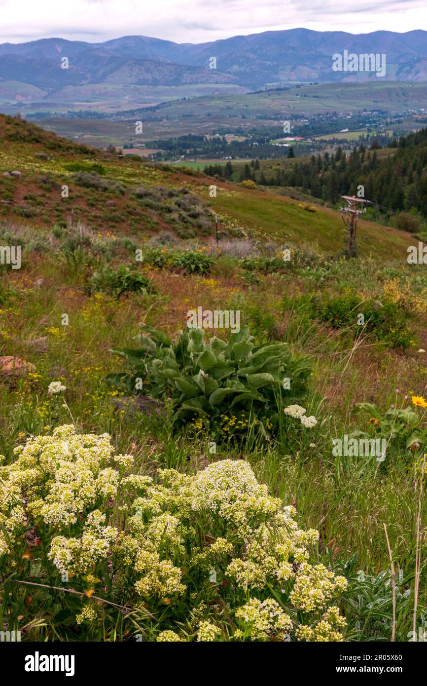 Wildflowers in spring cover a hillside above a valley in the foothills ...