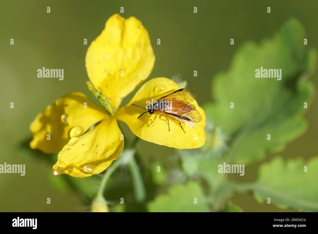 Orange black sawfly Athalia. Family Common sawflies (Tenthredinidae ...