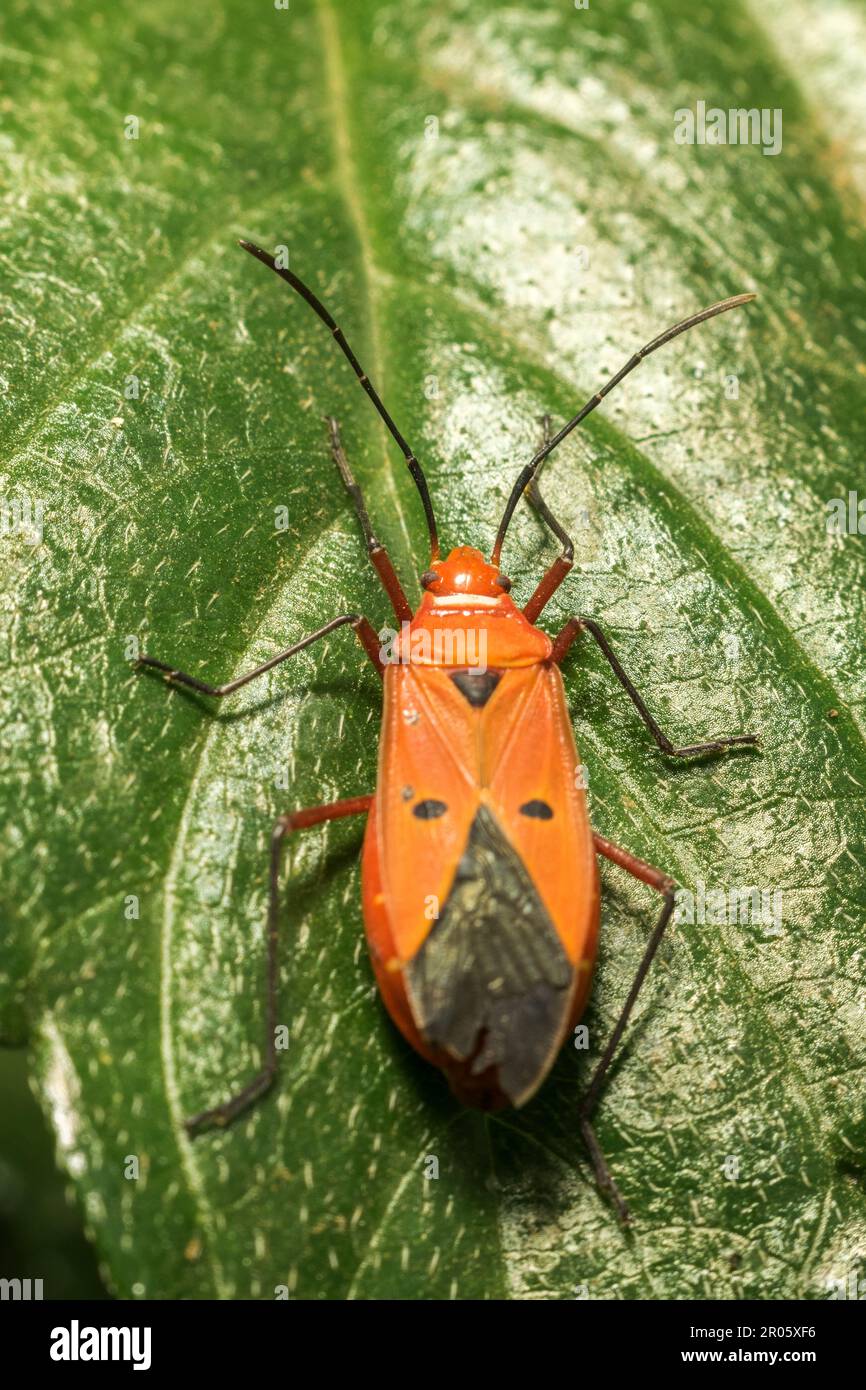 Close-up shot of the Red Cotton Bug, with its bright red color and ...