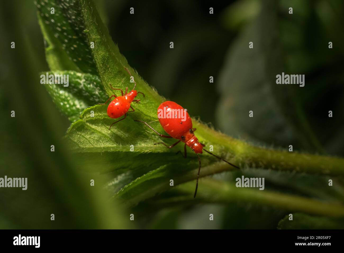 Beetle wings, india hi-res stock photography and images - Alamy