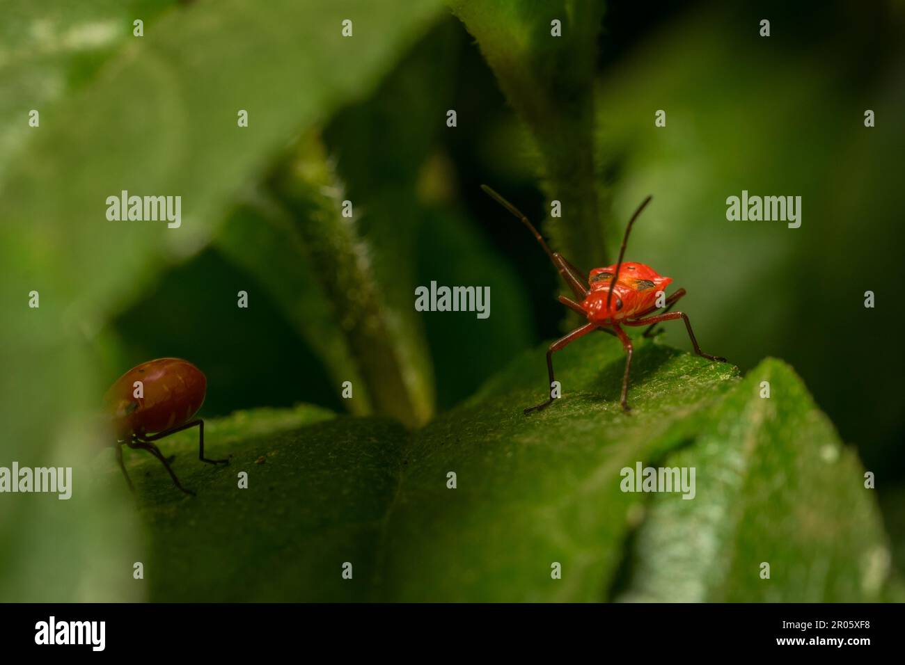 Pointed head bug hi-res stock photography and images - Alamy