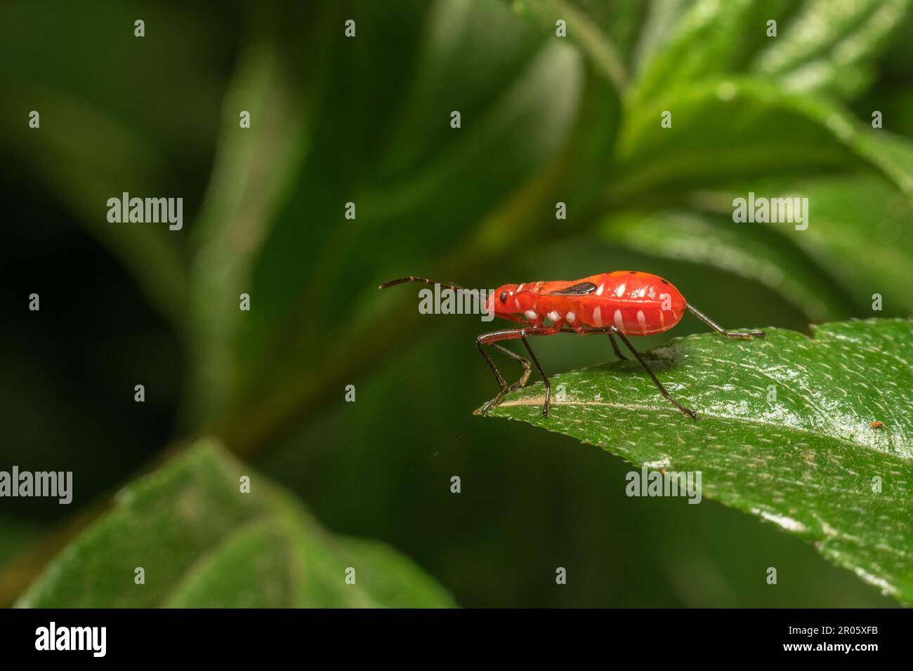 Closeup shot red ladybird on hi-res stock photography and images - Alamy