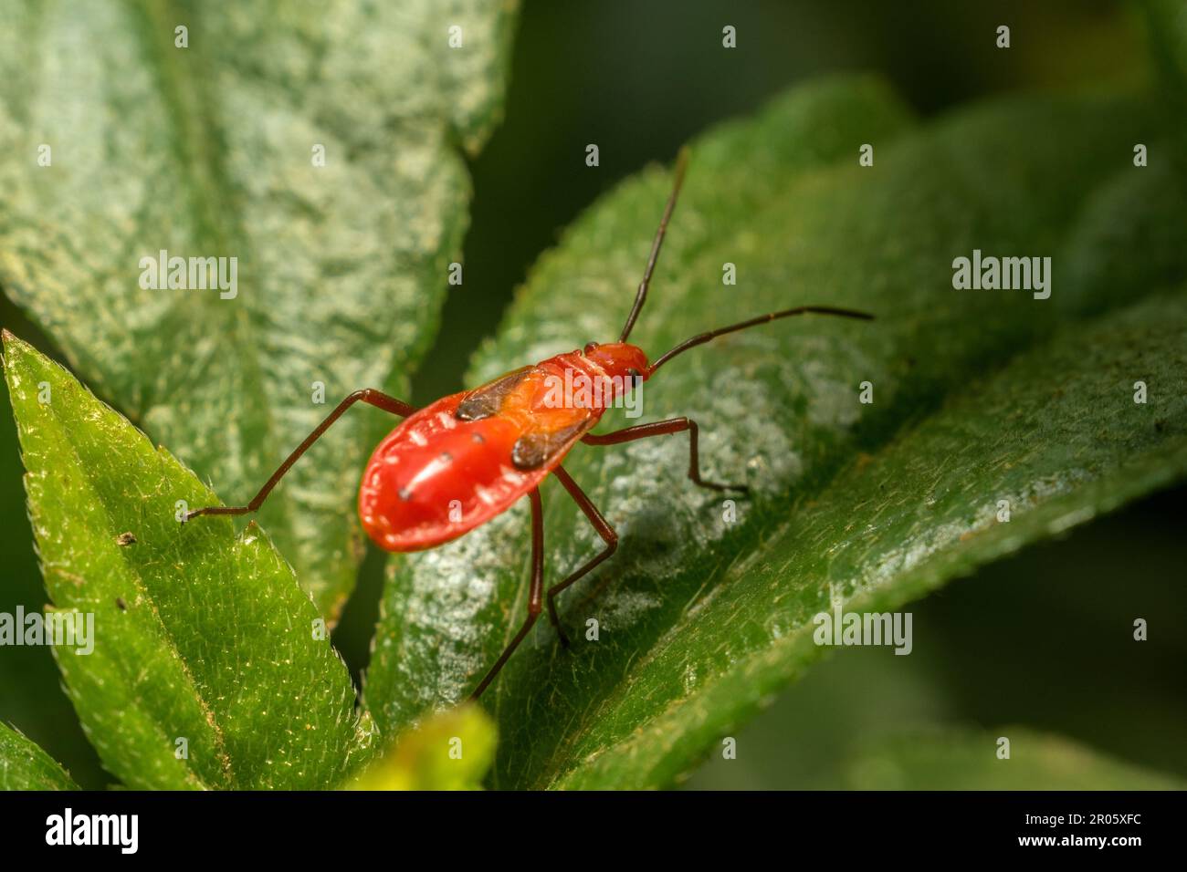 Red color insect hi-res stock photography and images - Alamy
