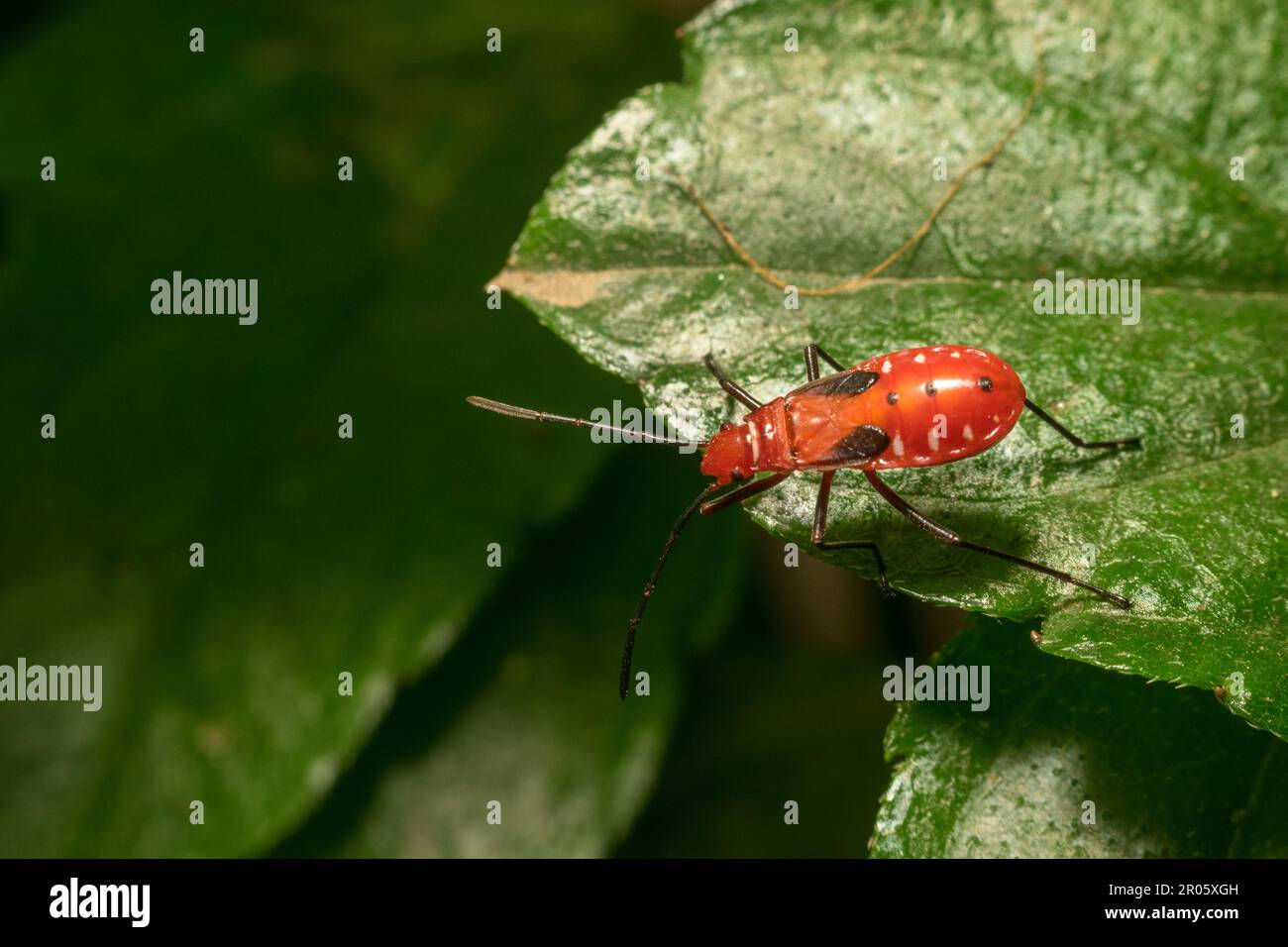 Pointed head bug hi-res stock photography and images - Alamy