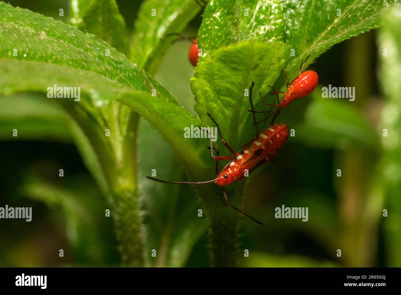 Close-up shot of two Red Cotton Bugs, with bright red color and pointed ...