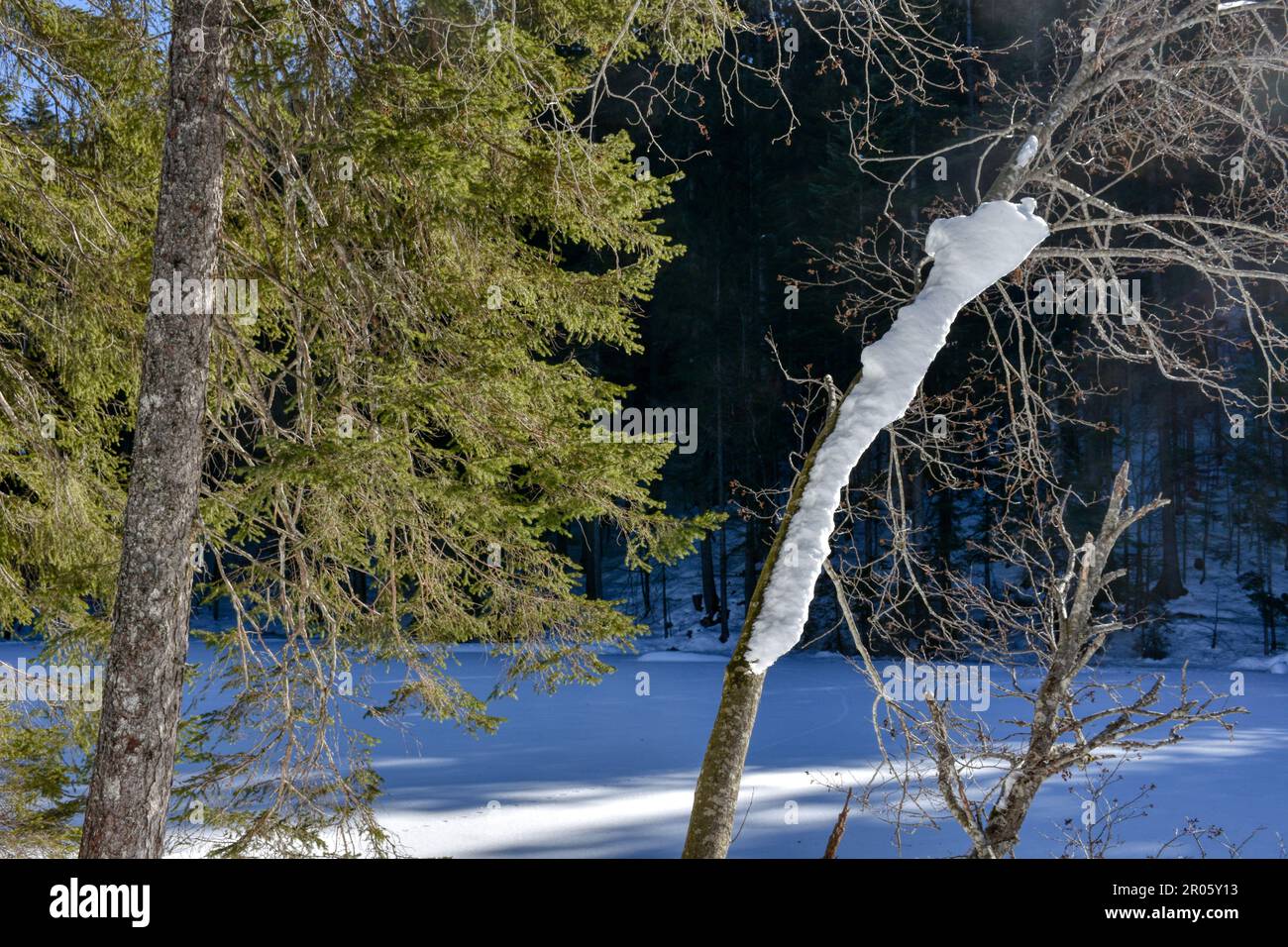 Nadelbaum kalt hi-res stock photography and images - Alamy