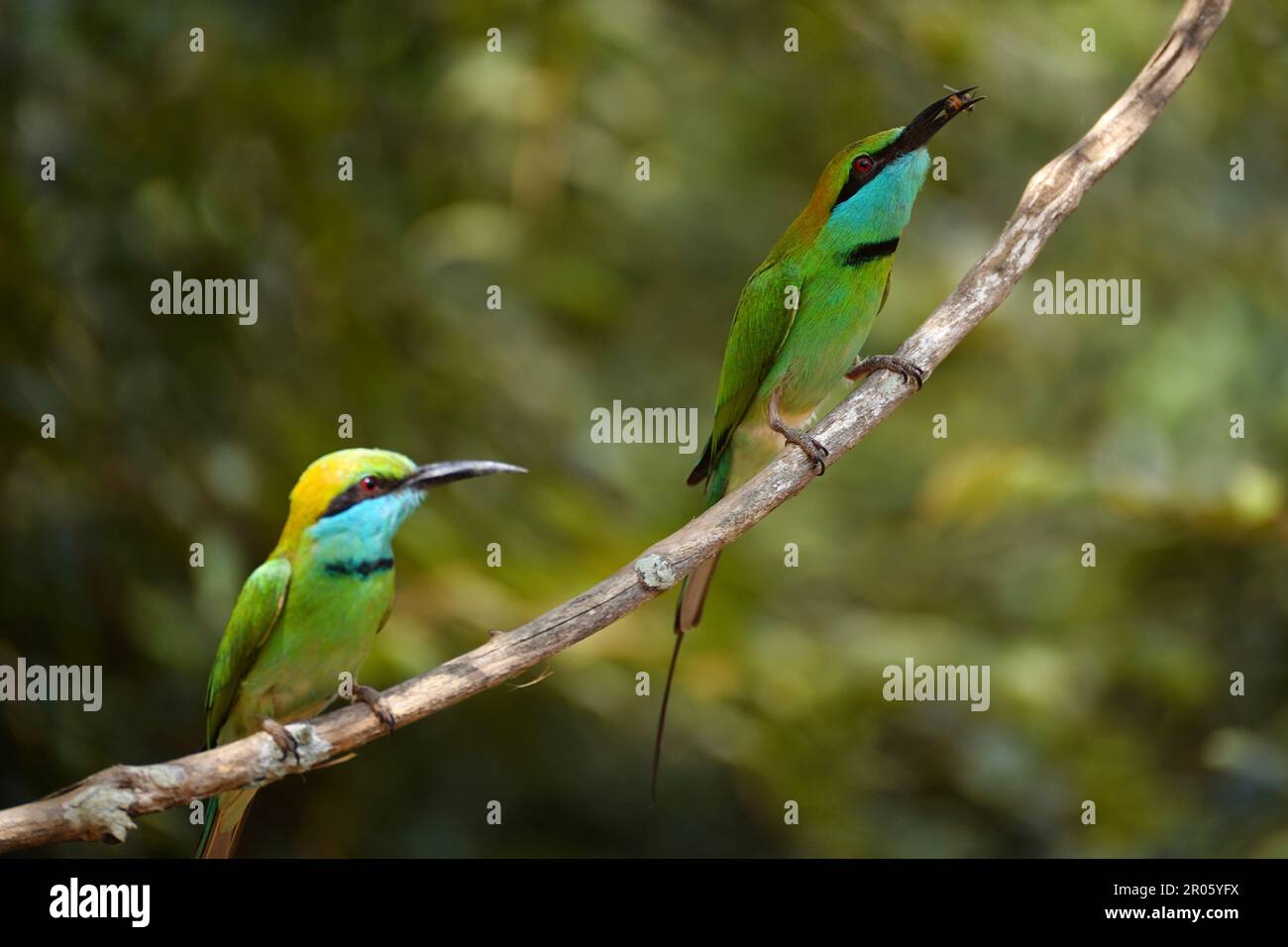 Pair of king fisher birds with insect sitting on a tree in Sri Lanka ...