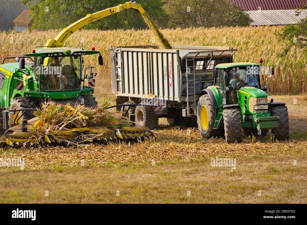 The corn harvest in the field is a vibrant sight, with golden ears ...
