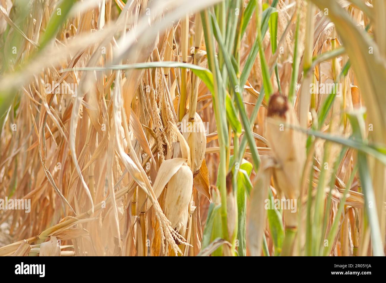 The corn harvest in the field is a vibrant sight, with golden ears ...