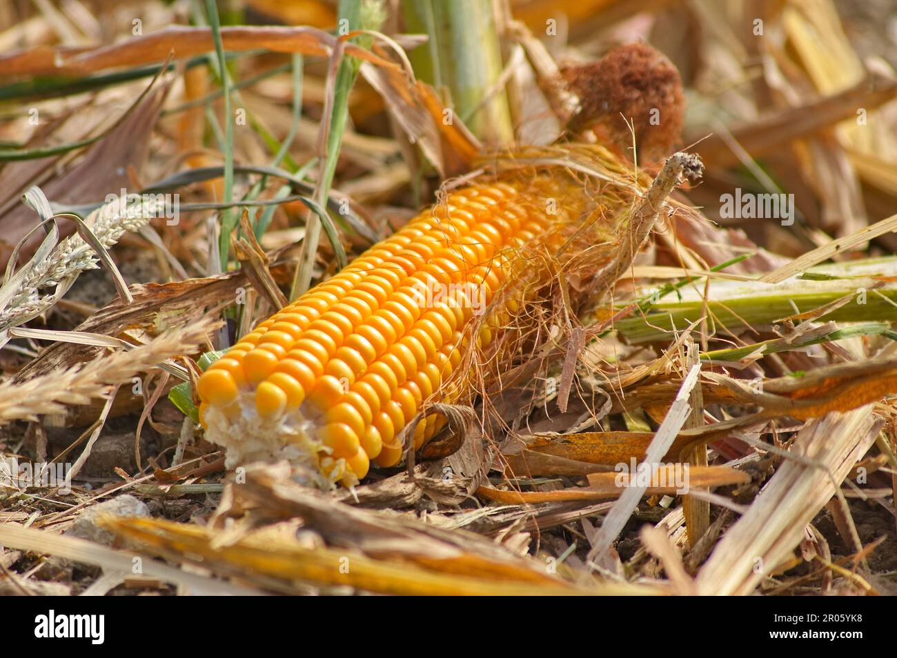 The corn harvest in the field is a vibrant sight, with golden ears ...