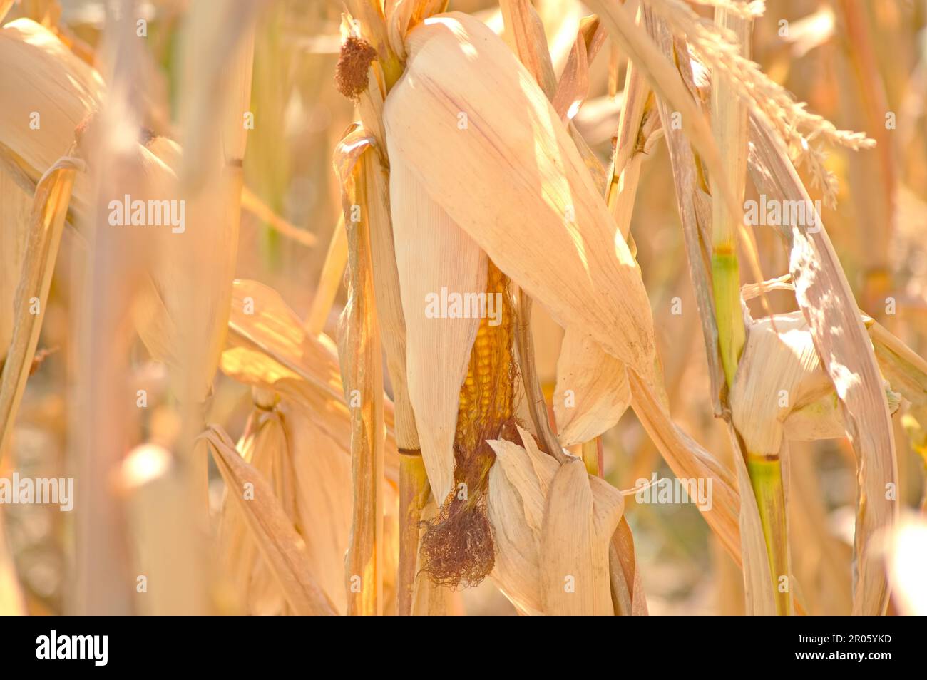 Sustainable harvest hi-res stock photography and images - Alamy