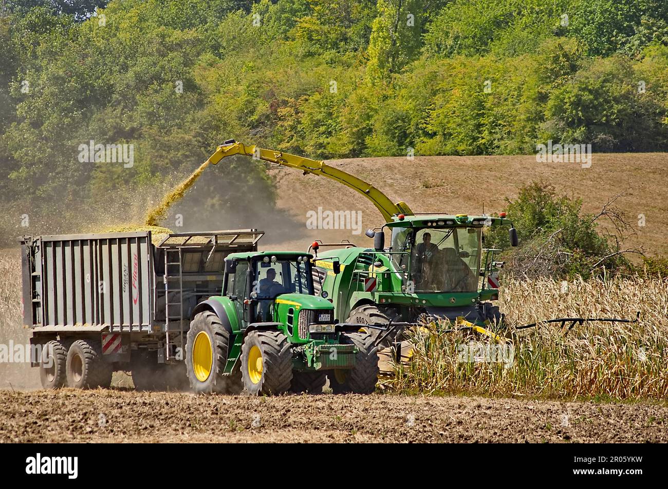 The corn harvest in the field is a vibrant sight, with golden ears ...