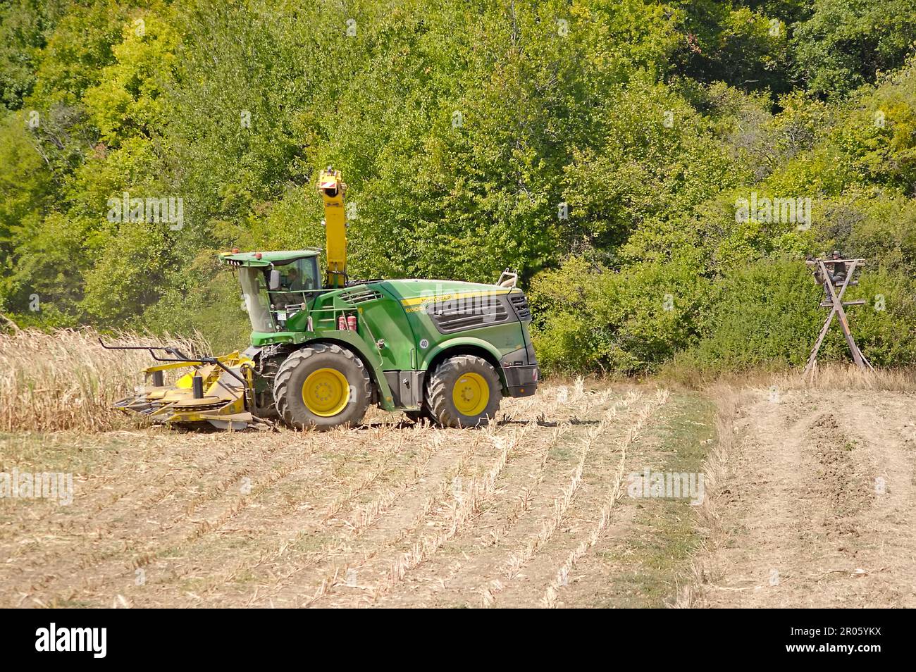 The corn harvest in the field is a vibrant sight, with golden ears ...