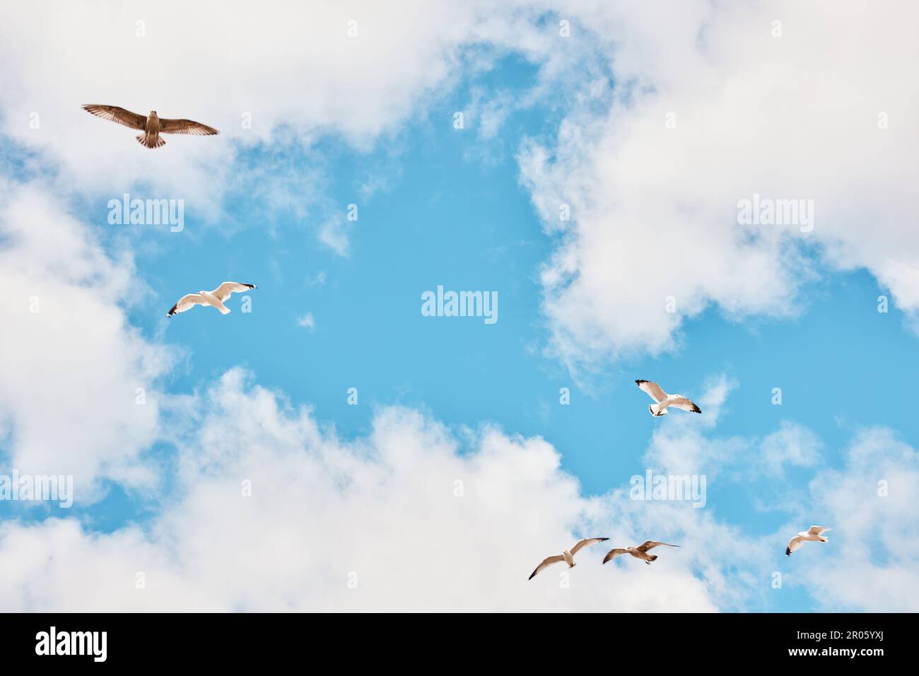 Free Fly Like A Bird