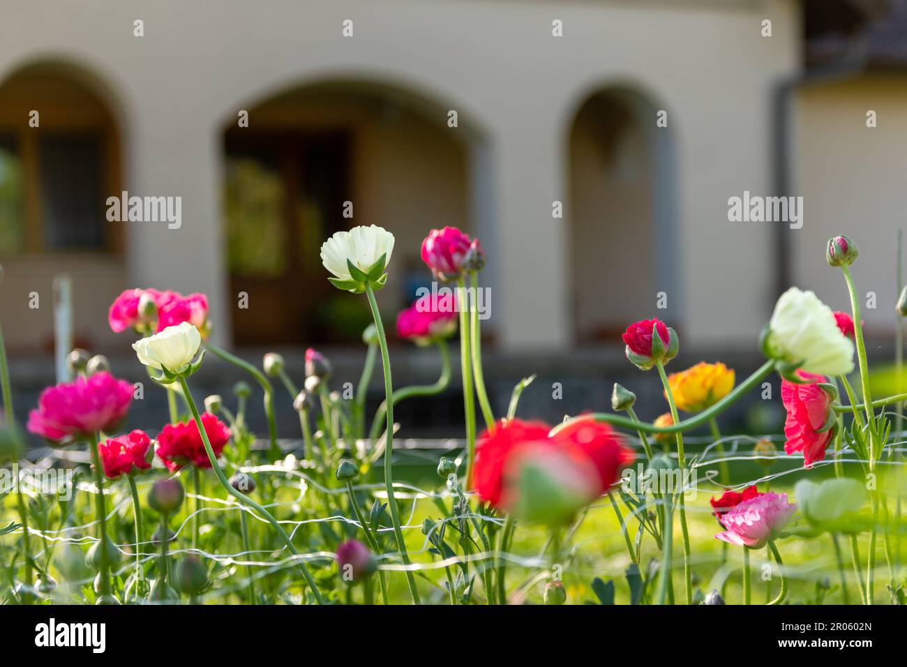 Garden bed full of beautiful single Persian buttercups, Ranunculus ...