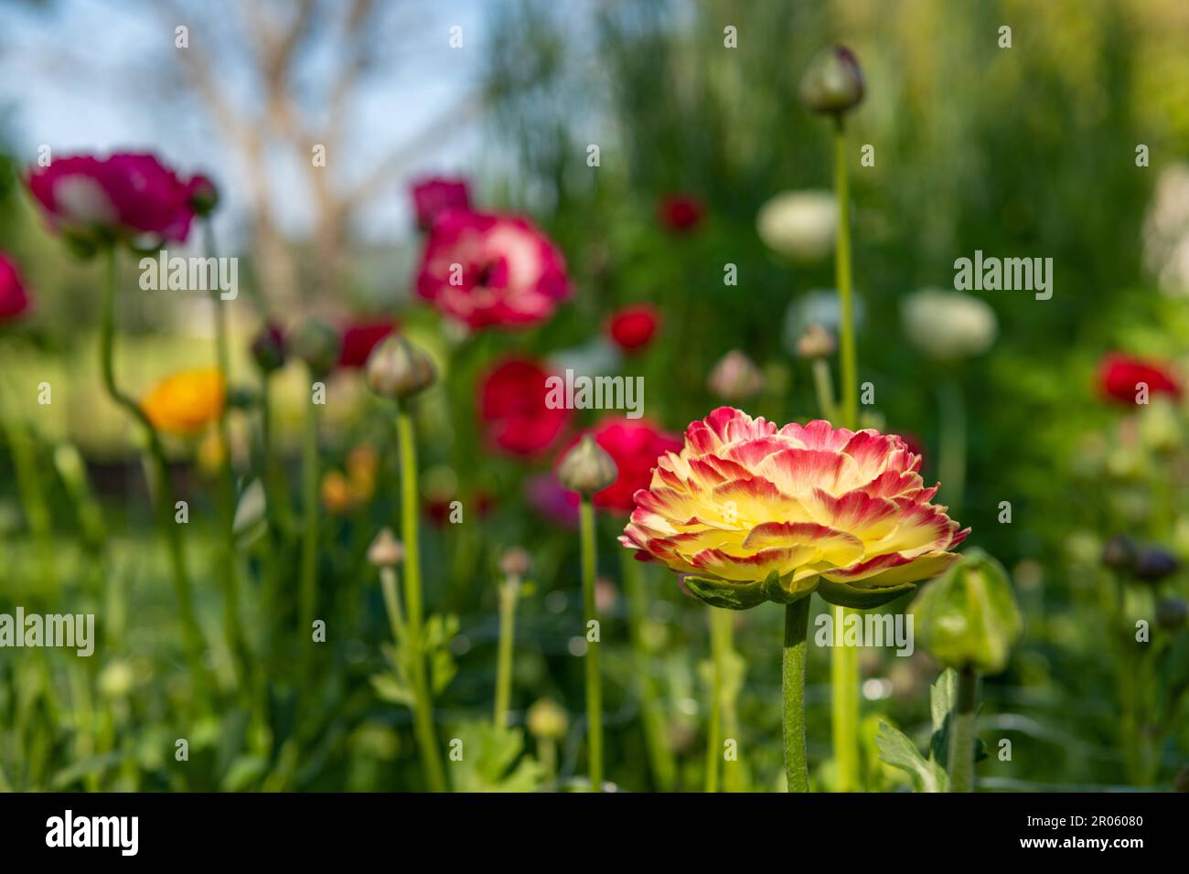 Ranunculus flowers background. Garden bed full of beautiful single ...