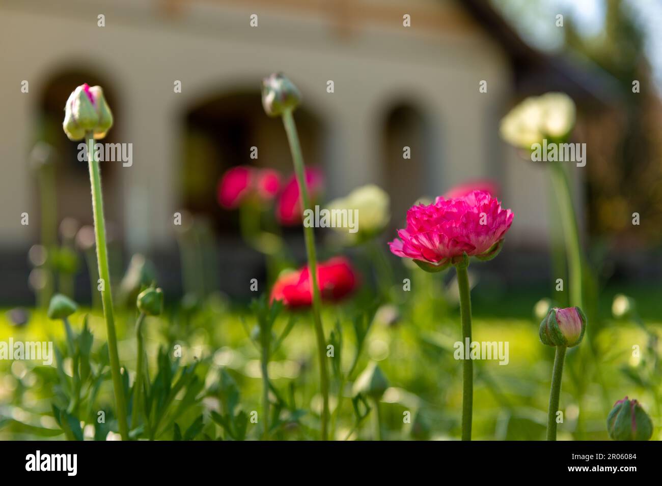 Ranunculus flowers background. Garden bed full of beautiful single ...