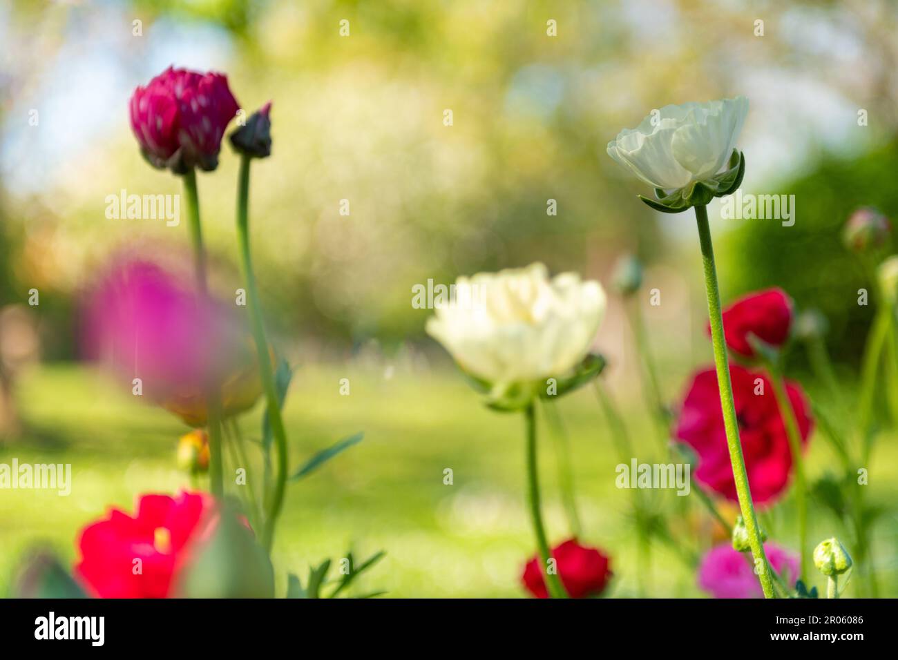Ranunculus flowers background. Garden bed full of beautiful single ...