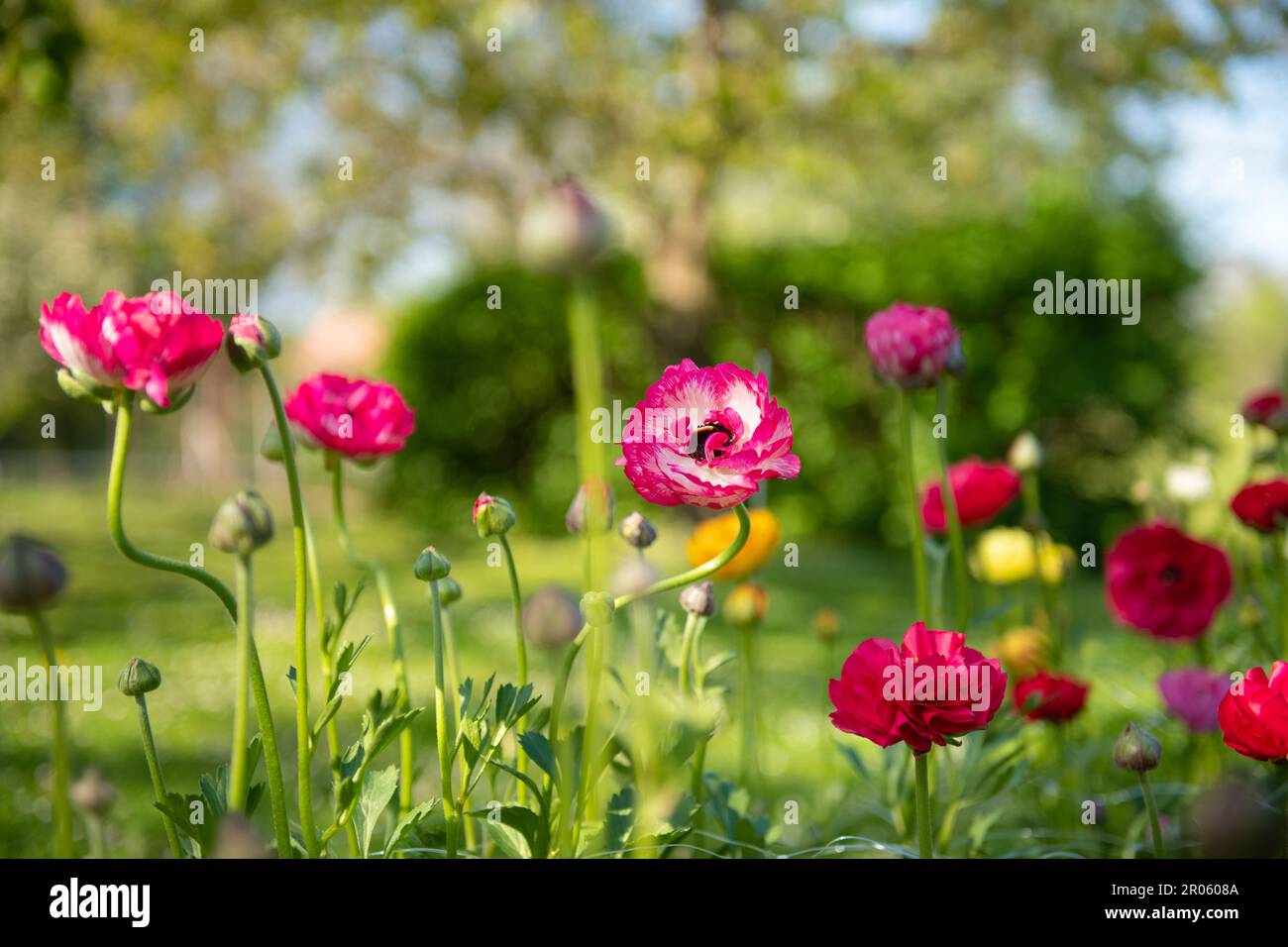 Ranunculus flowers background. Garden bed full of beautiful single ...