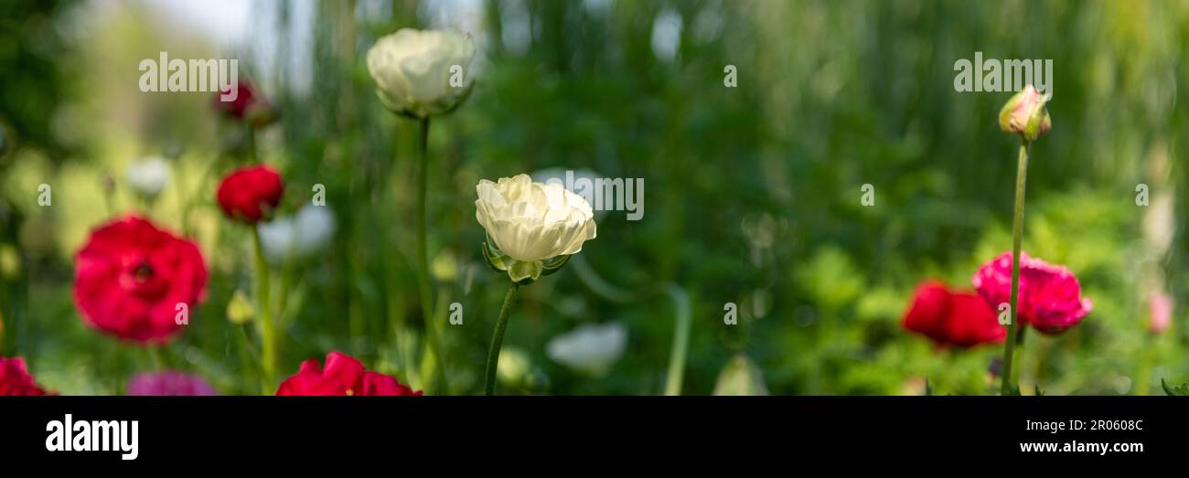 Ranunculus flowers background. Garden bed full of beautiful single ...