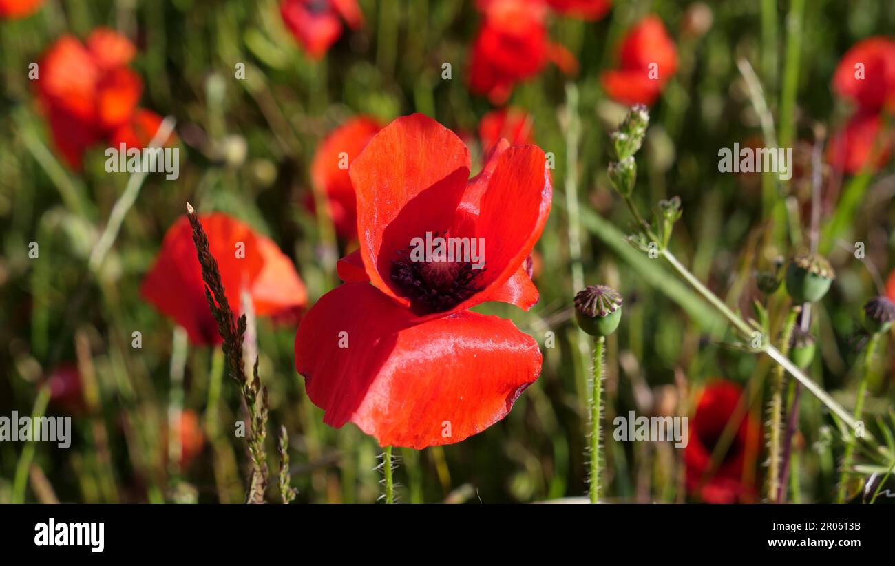 Close up of purple harebell flower, looking straight into the flower ...