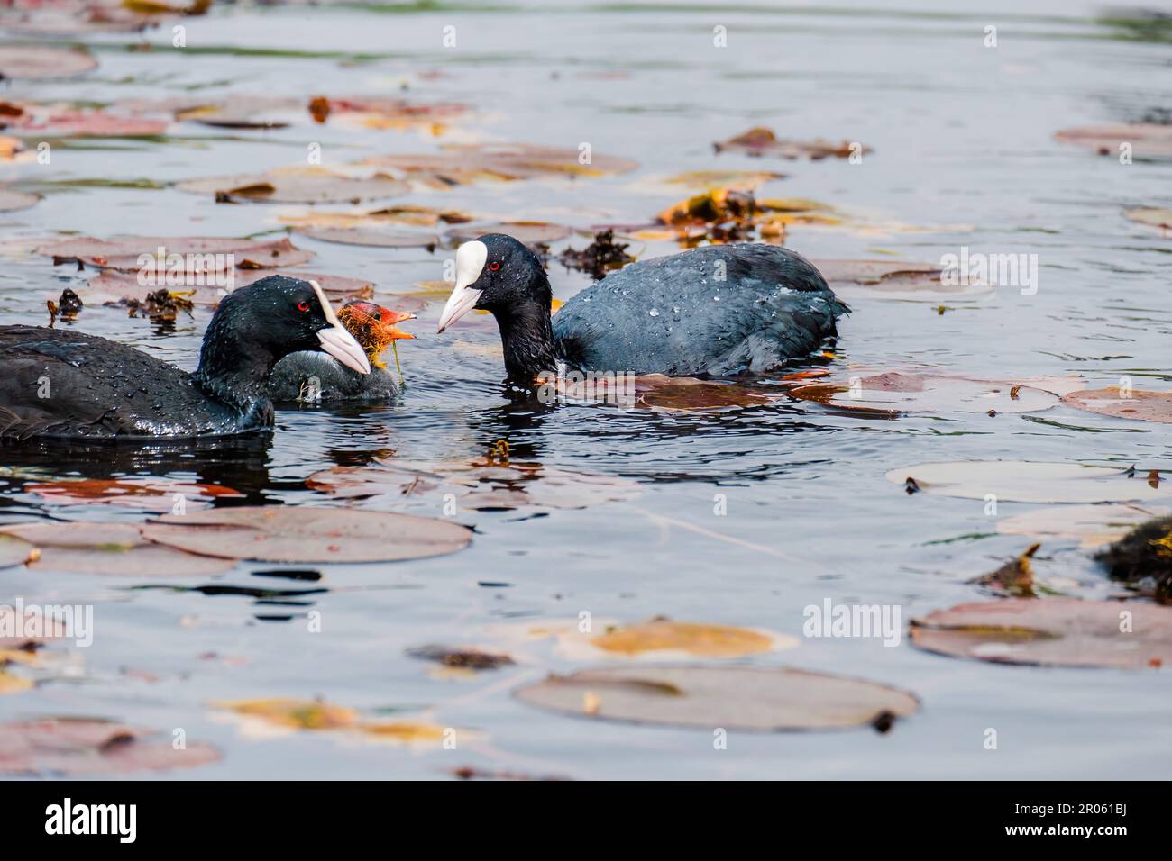 The Eurasian coot, Fulica atra, also known as the common coot, swims on ...