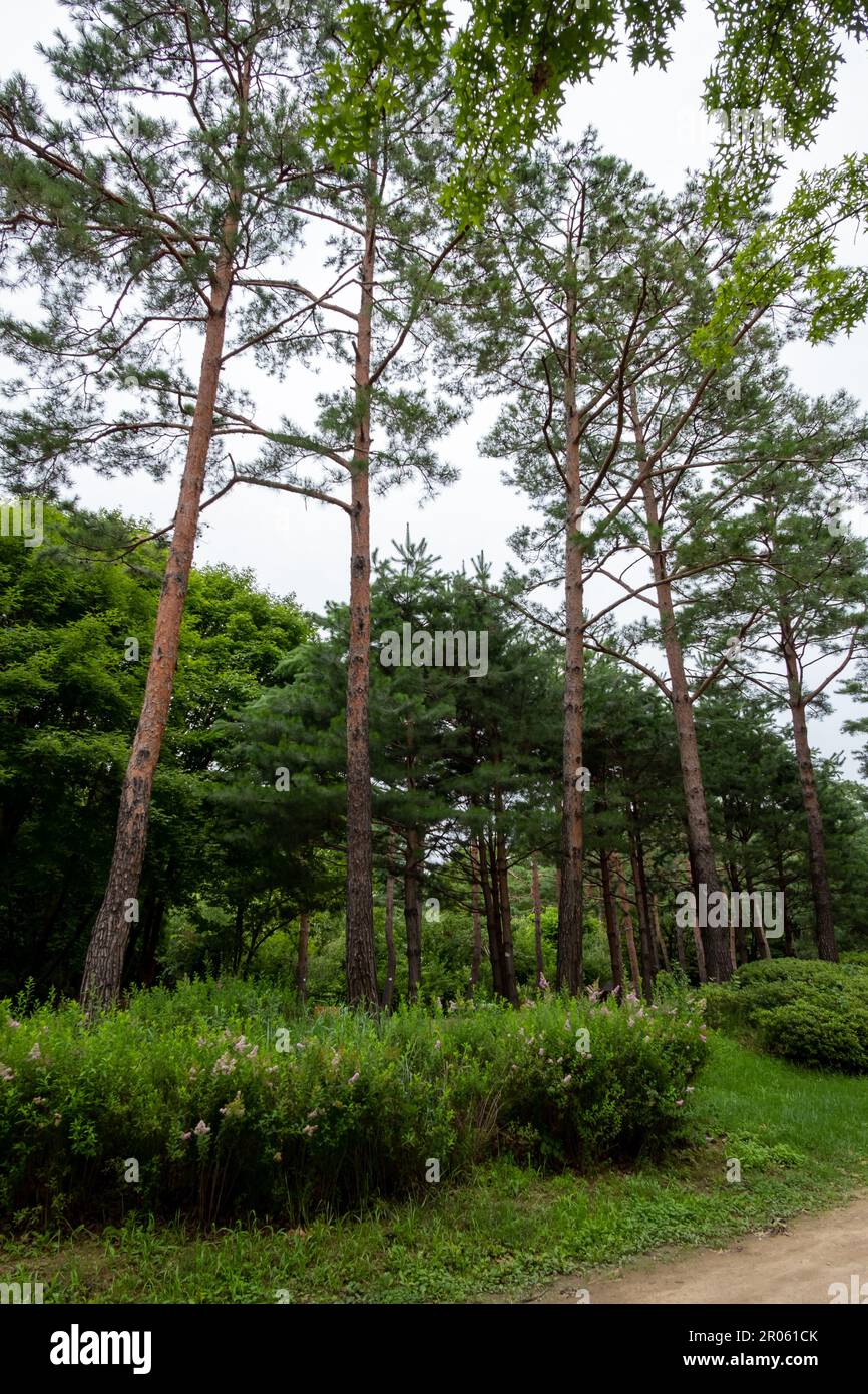Walking path with tree along the way. Seoul Forest in Seoul, South ...