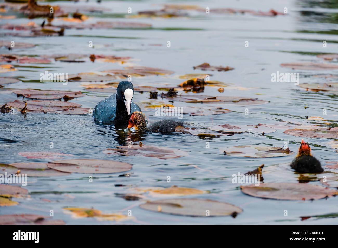 The Eurasian coot, Fulica atra, also known as the common coot, swims on ...