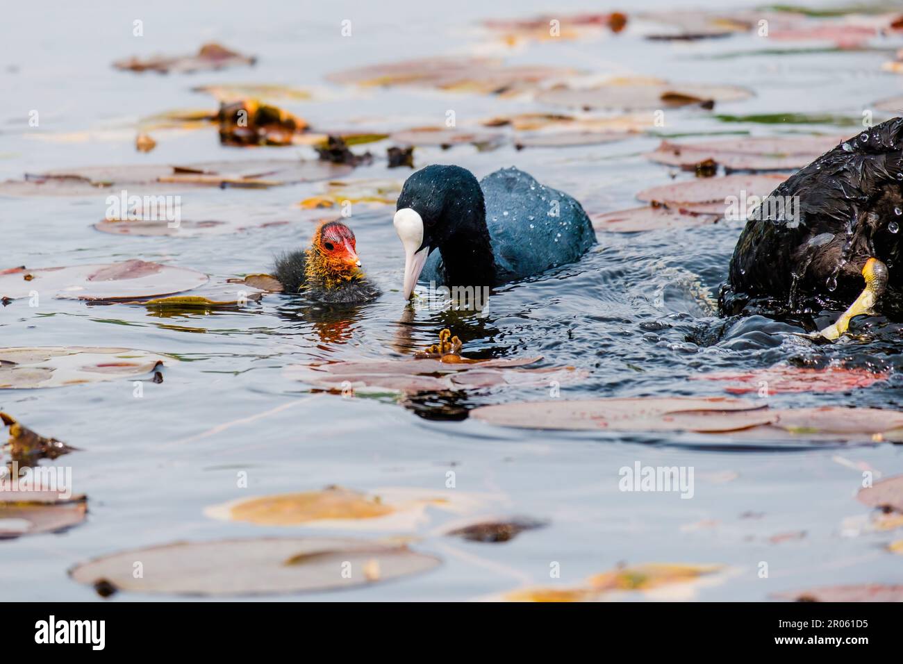 The Eurasian coot, Fulica atra, also known as the common coot, swims on ...