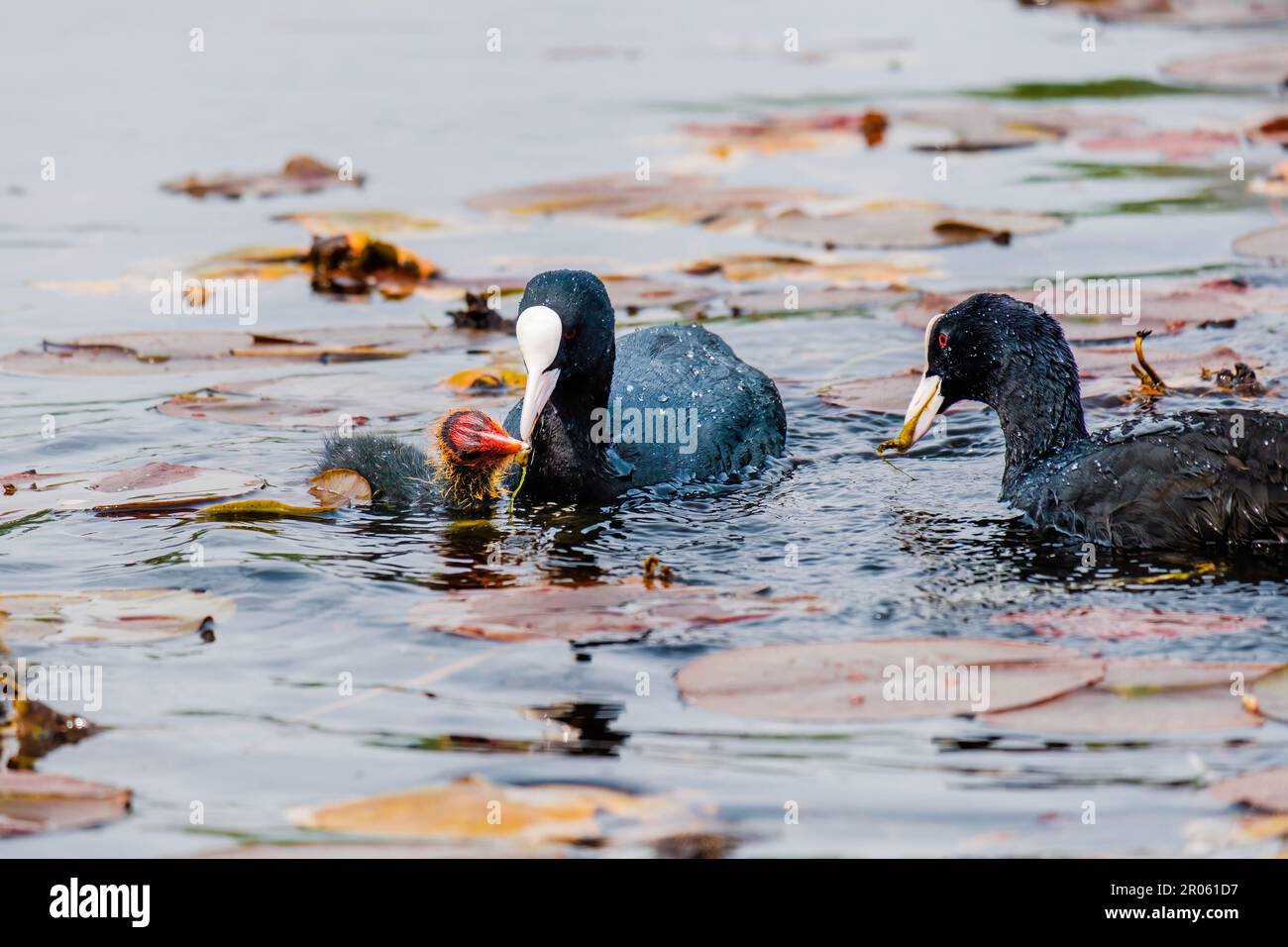 The Eurasian coot, Fulica atra, also known as the common coot, swims on ...