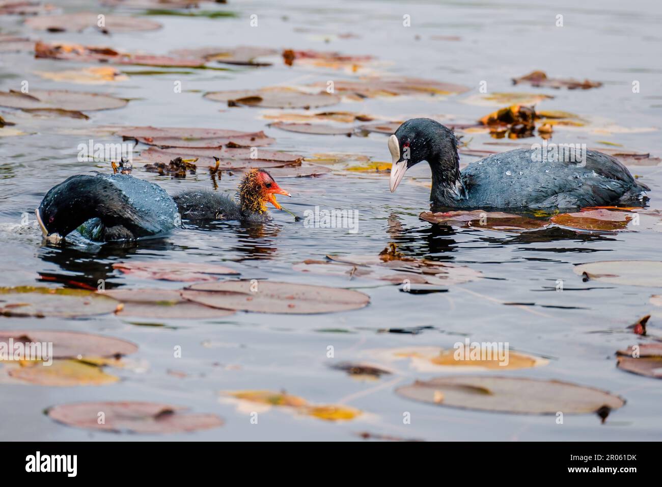 The Eurasian coot, Fulica atra, also known as the common coot, swims on ...