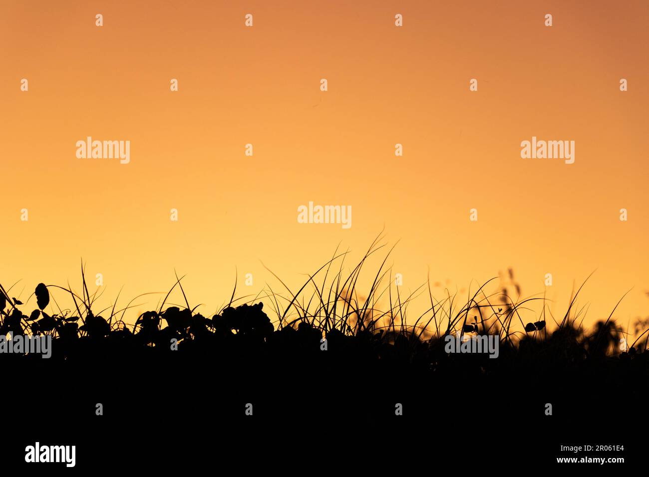 Sunset Silhouette of Australian Native Vegetation on Sand Dunes on ...
