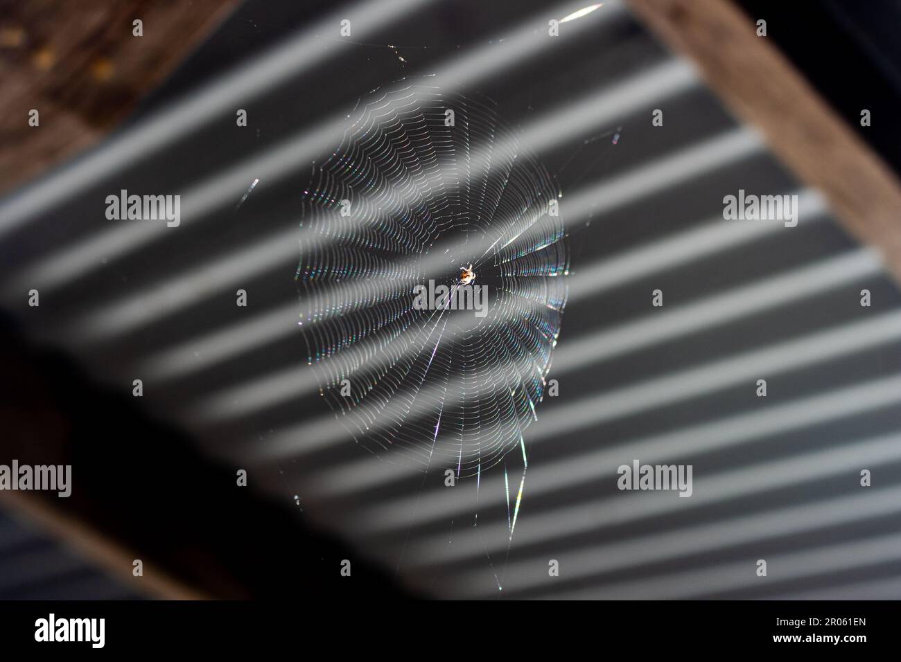 Spider and Spider Web Under a Roof Stock Photo - Alamy