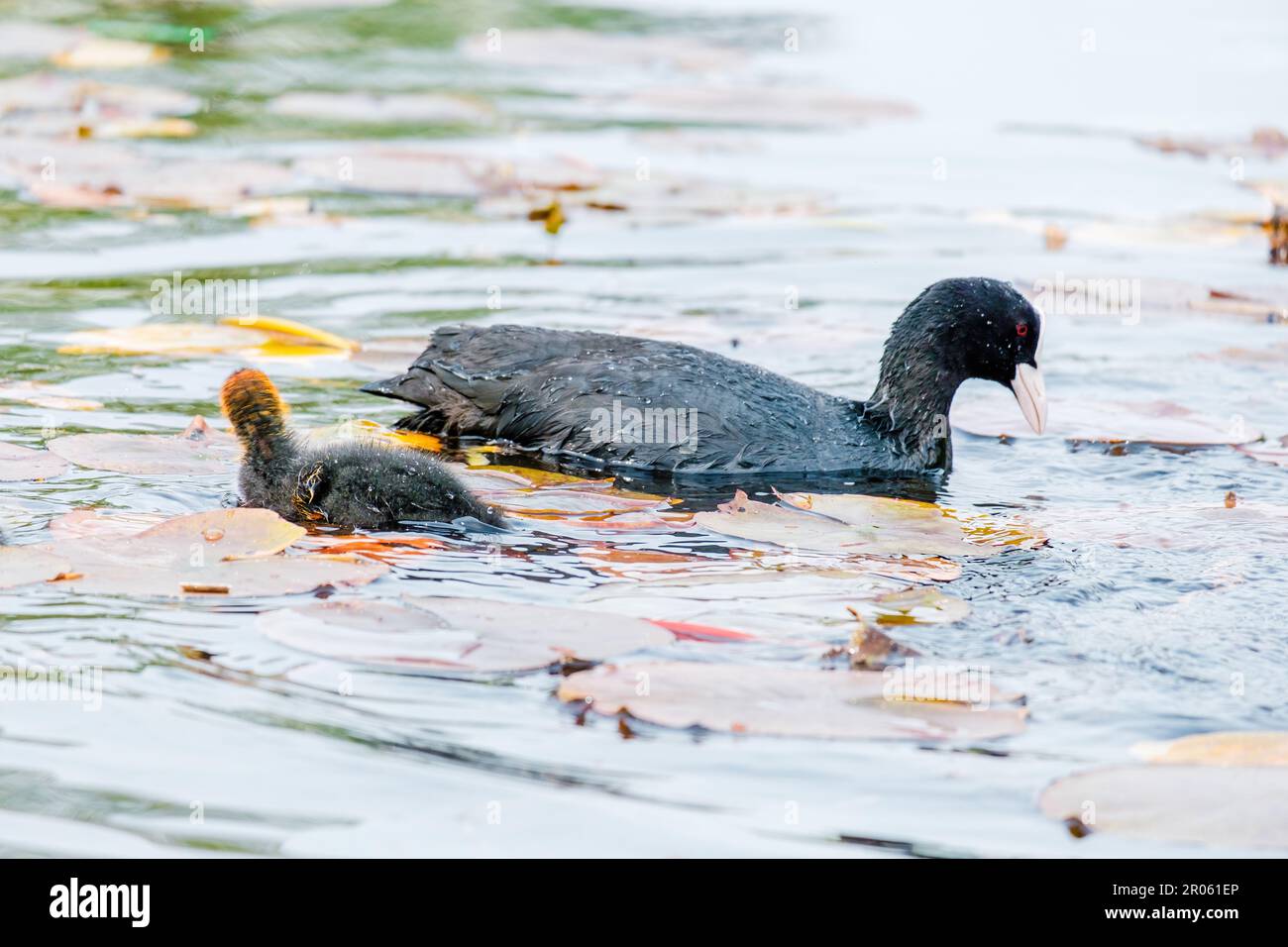 The Eurasian coot, Fulica atra, also known as the common coot, swims on ...