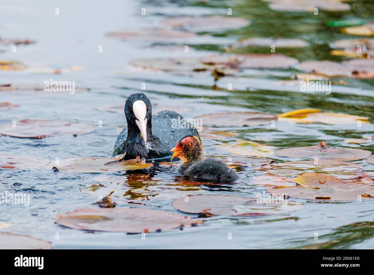 The Eurasian coot, Fulica atra, also known as the common coot, swims on ...