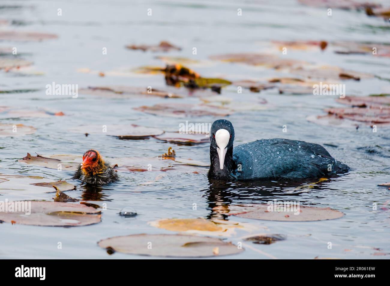 The Eurasian coot, Fulica atra, also known as the common coot, swims on ...