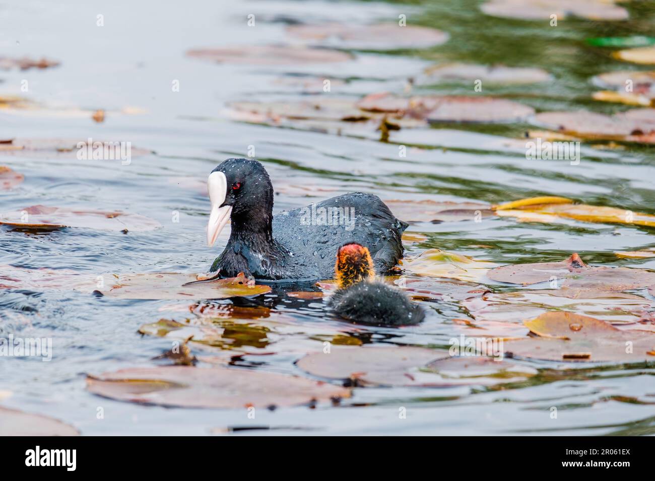 The Eurasian coot, Fulica atra, also known as the common coot, swims on ...