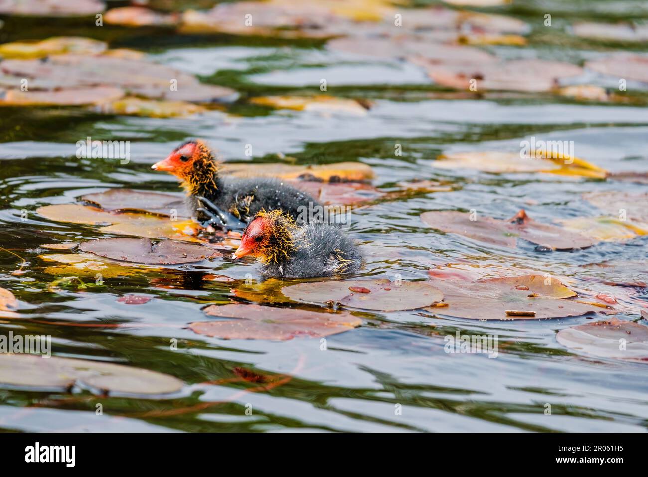 The Eurasian coot, Fulica atra, also known as the common coot, swims on ...