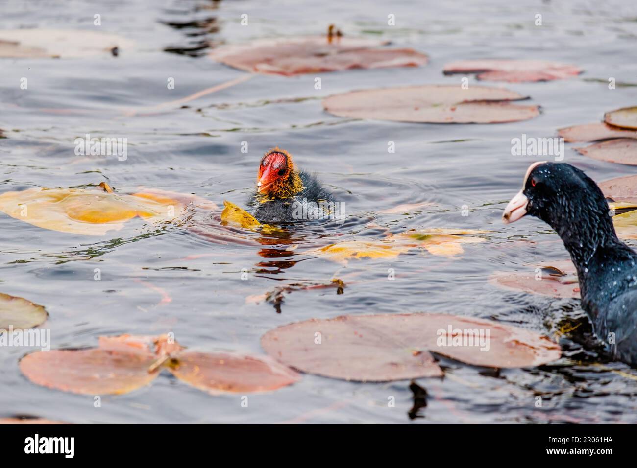 The Eurasian coot, Fulica atra, also known as the common coot, swims on ...