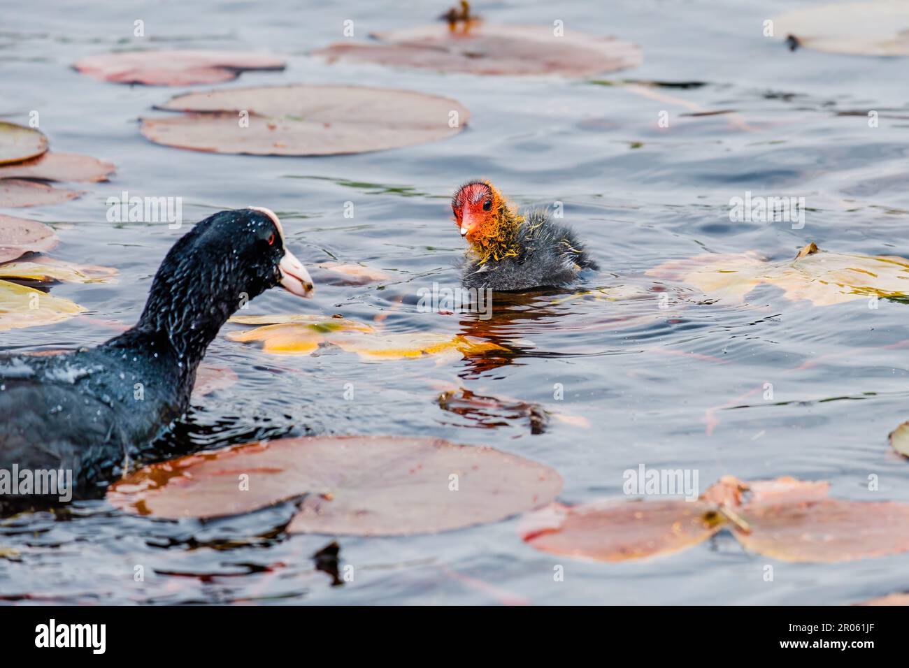 The Eurasian coot, Fulica atra, also known as the common coot, swims on ...