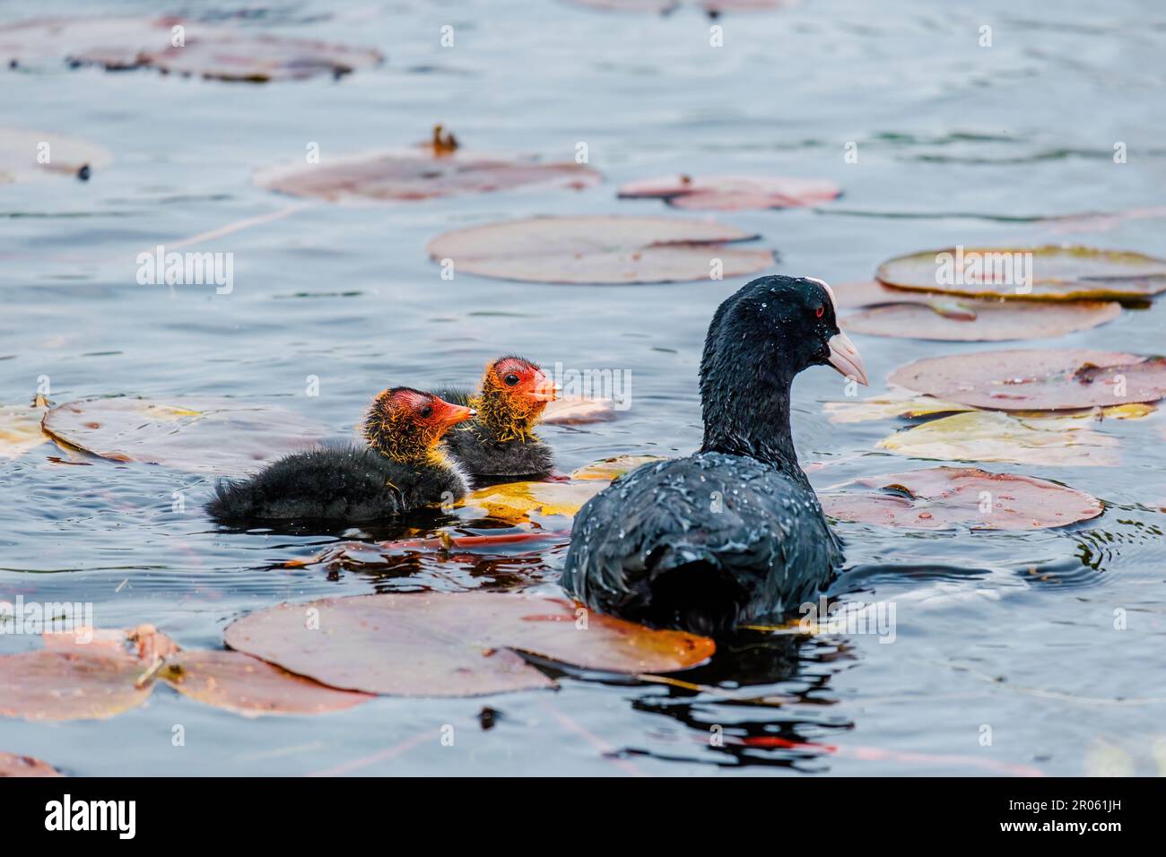 The Eurasian coot, Fulica atra, also known as the common coot, swims on ...