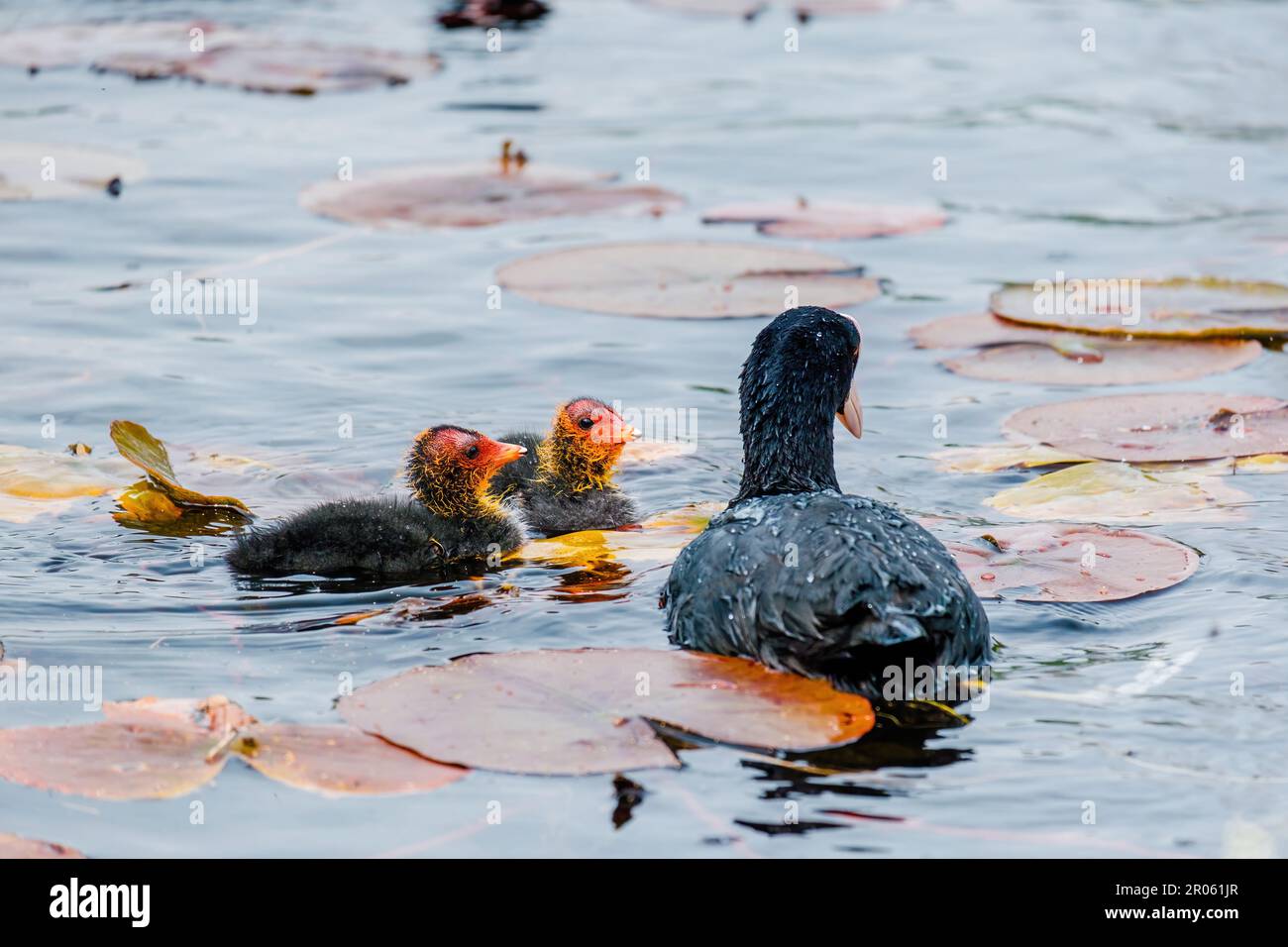 The Eurasian coot, Fulica atra, also known as the common coot, swims on ...