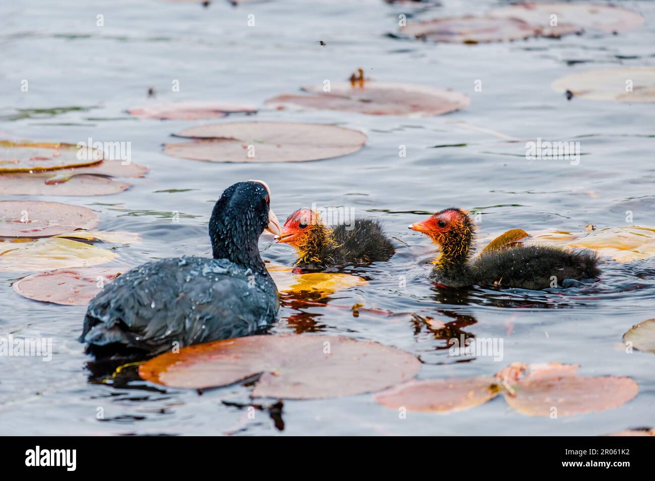 The Eurasian coot, Fulica atra, also known as the common coot, swims on ...