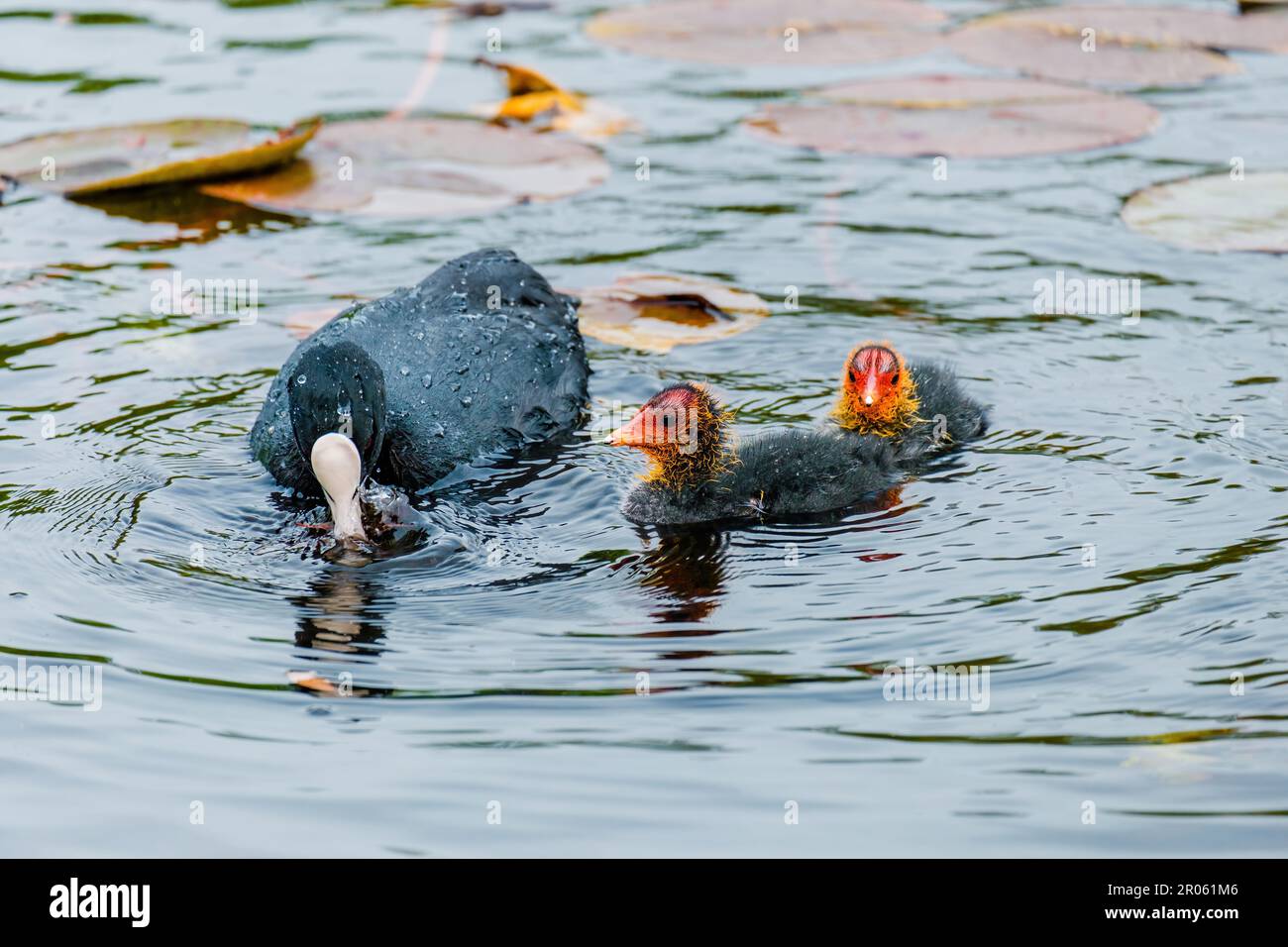 The Eurasian coot, Fulica atra, also known as the common coot, swims on ...