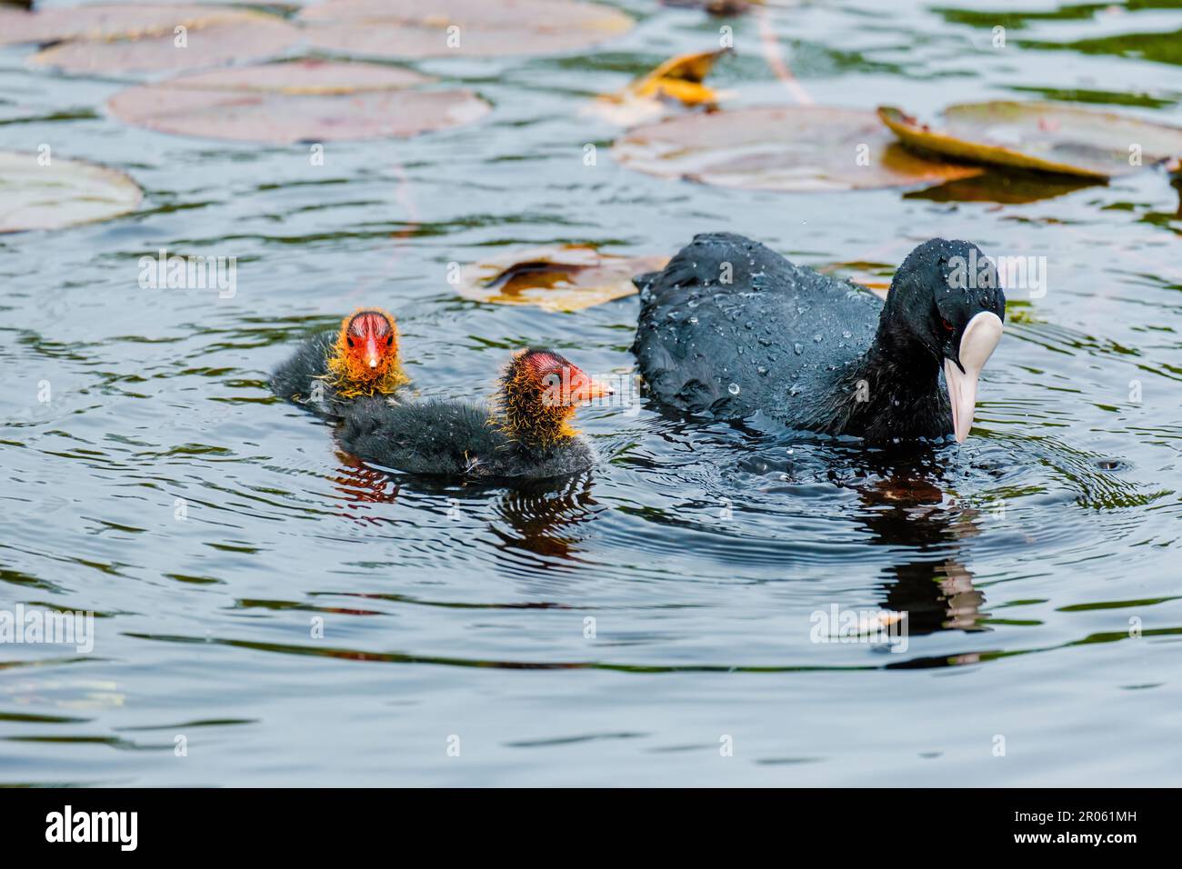 The Eurasian coot, Fulica atra, also known as the common coot, swims on ...