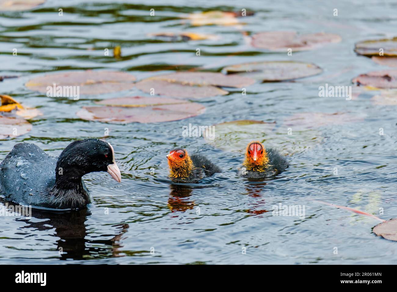 The Eurasian coot, Fulica atra, also known as the common coot, swims on ...