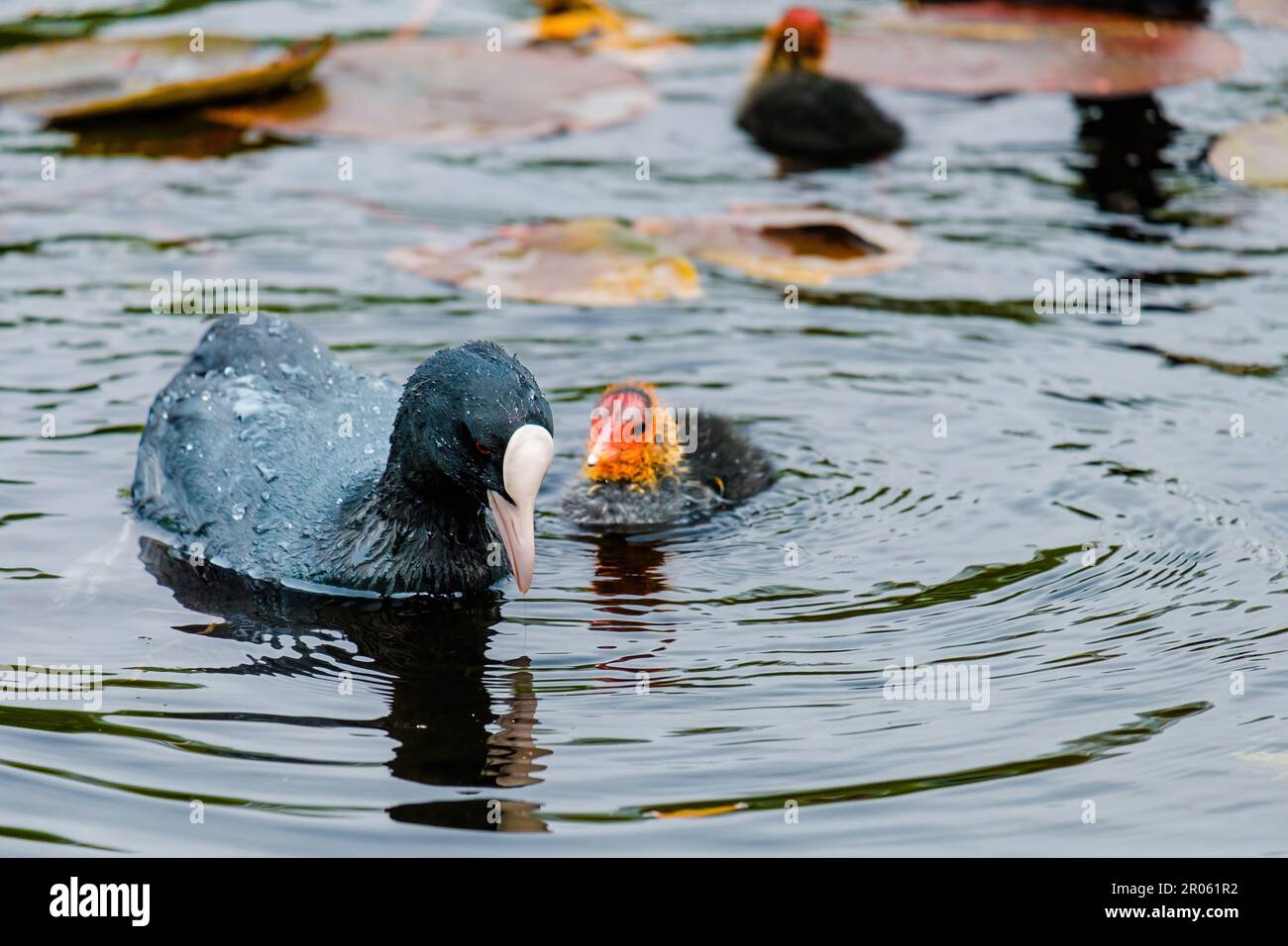 The Eurasian coot, Fulica atra, also known as the common coot, swims on ...