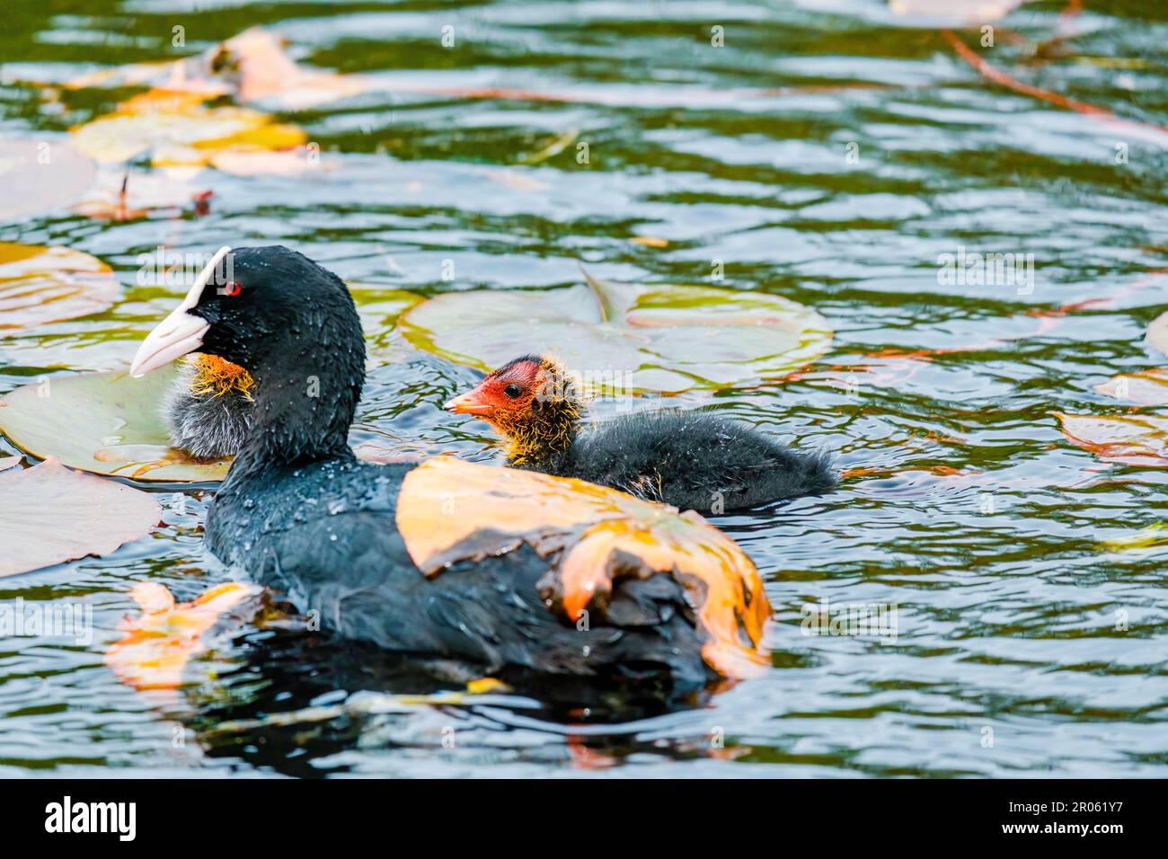 The Eurasian coot, Fulica atra, also known as the common coot, swims on ...