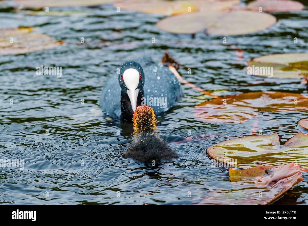 The Eurasian coot, Fulica atra, also known as the common coot, swims on ...