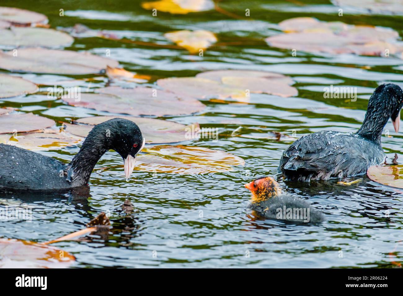 The Eurasian coot, Fulica atra, also known as the common coot, swims on ...